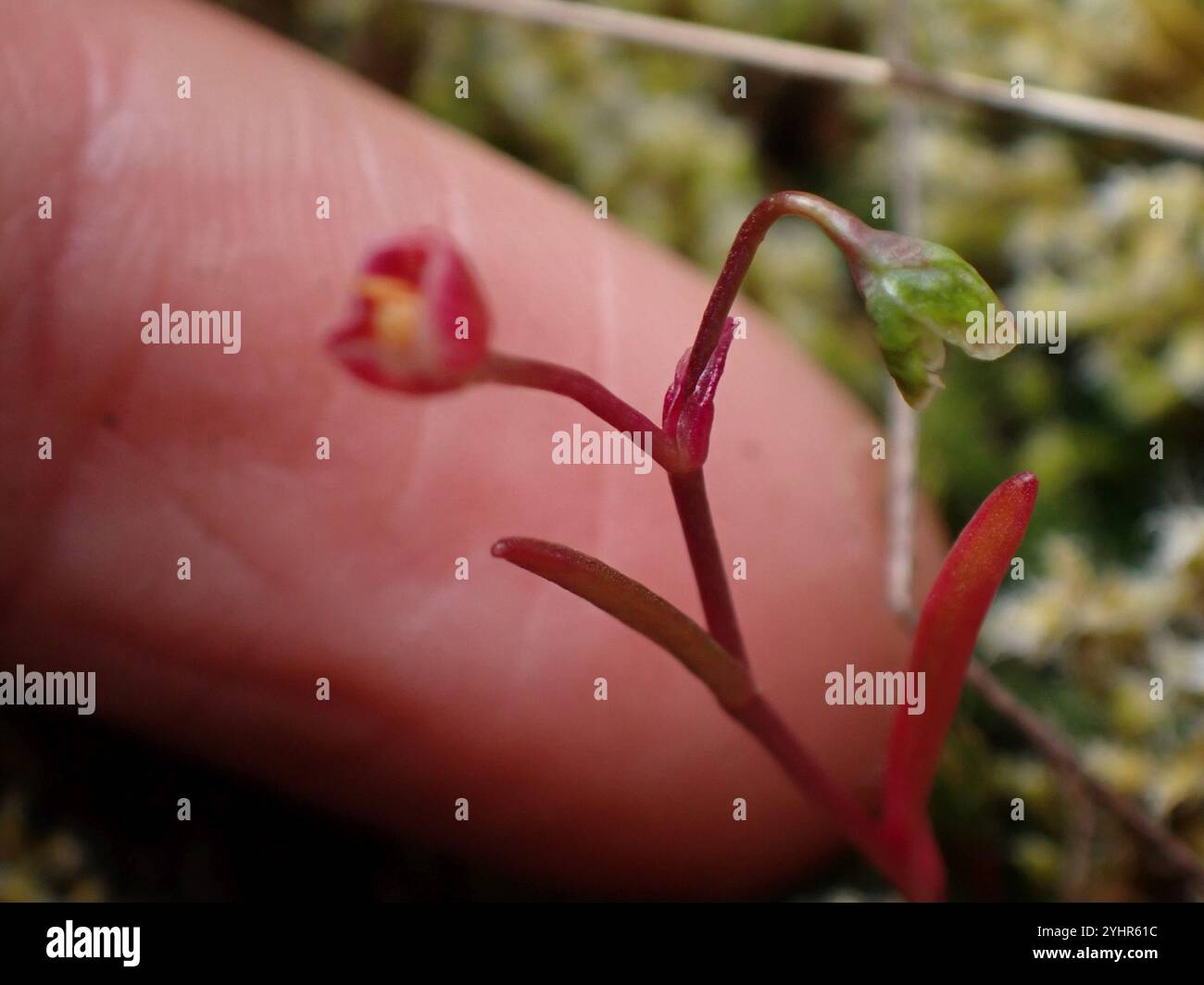 Narrow-leaved Montia (Montia linearis Stock Photo - Alamy