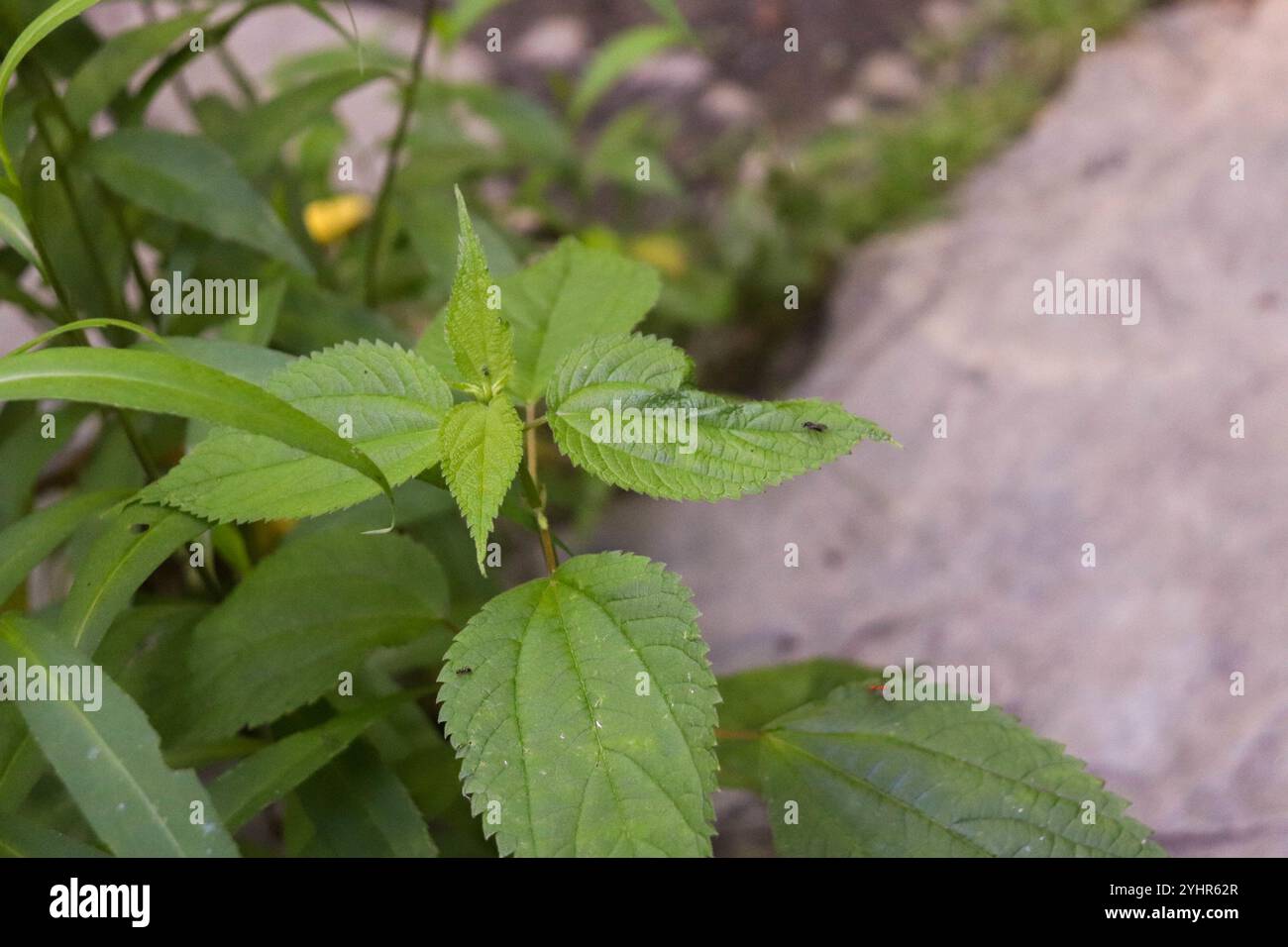 False nettle hi-res stock photography and images - Alamy