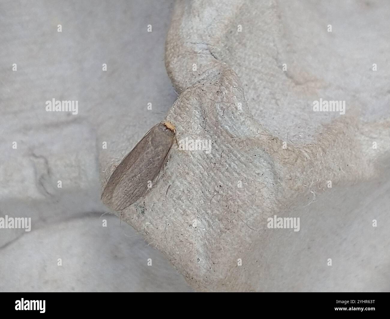 Lesser Wax Moth (Achroia grisella Stock Photo - Alamy