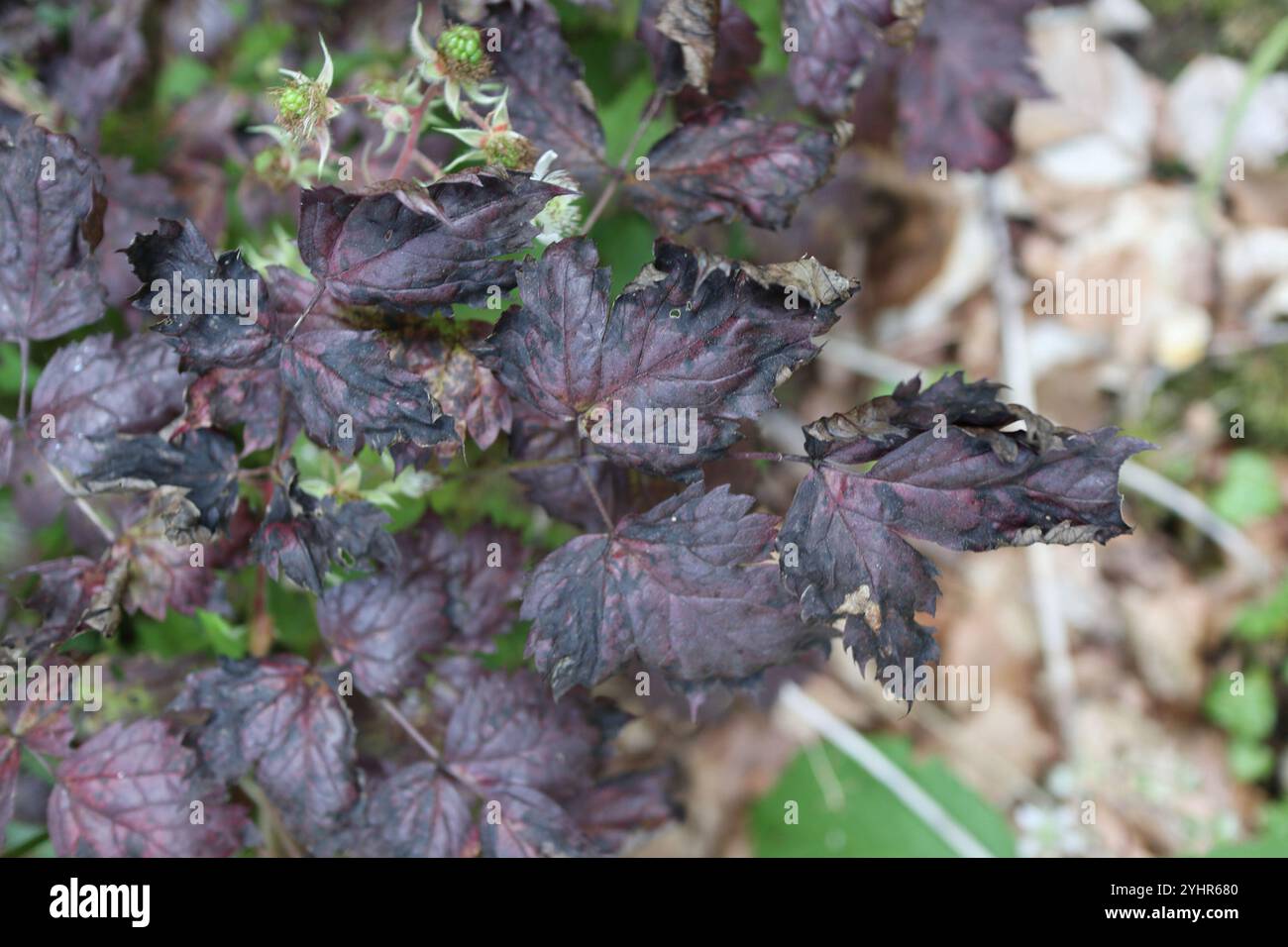 Eurasian baneberry (Actaea spicata Stock Photo - Alamy