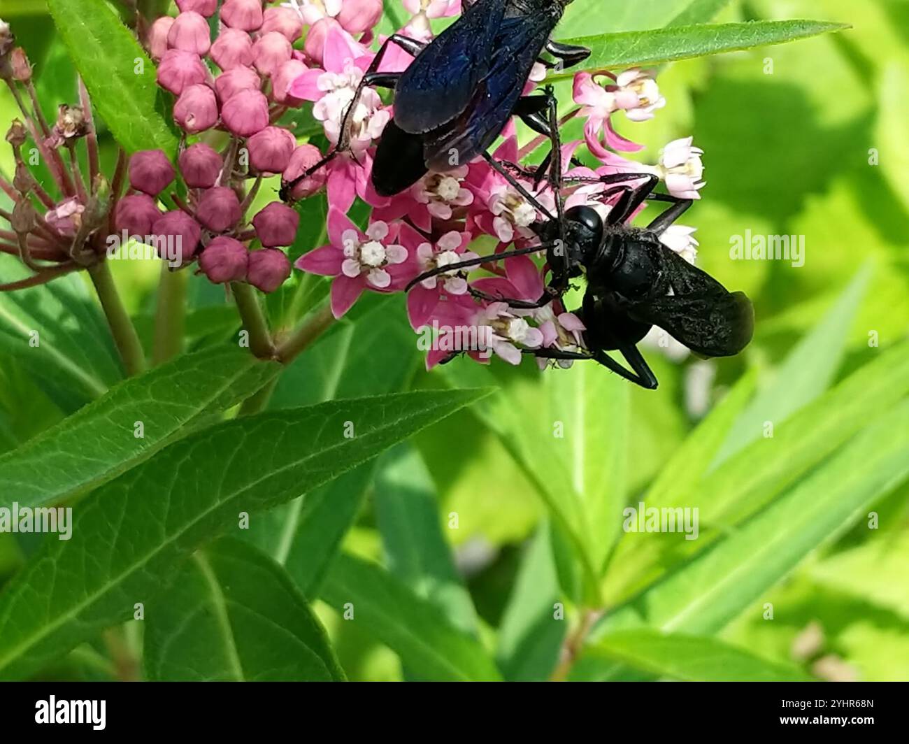 Great Black Digger Wasp (Sphex pensylvanicus Stock Photo - Alamy
