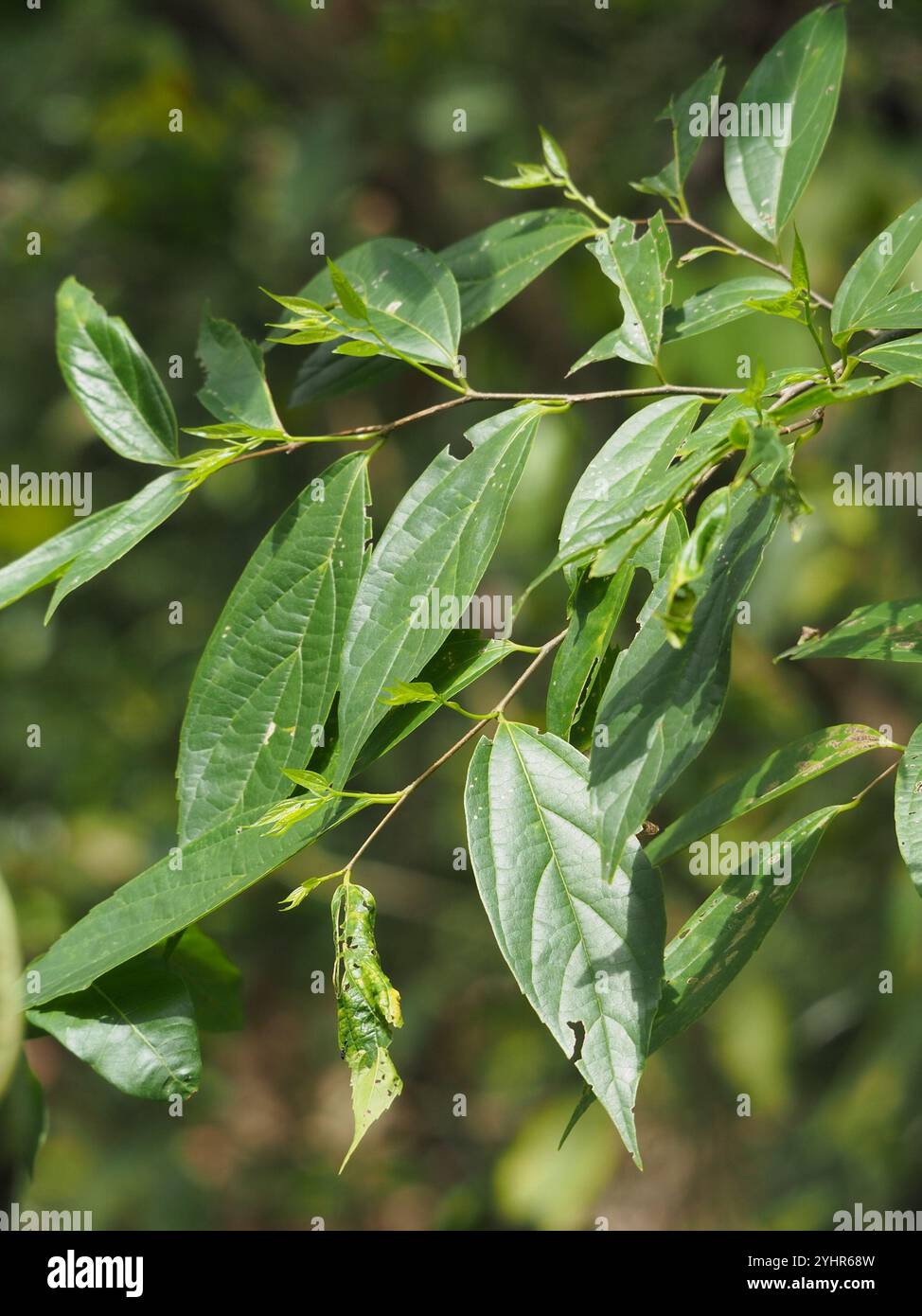 Nilgiri elm (Celtis tetrandra Stock Photo - Alamy
