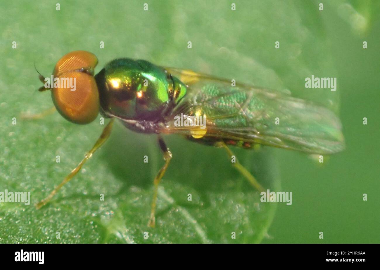 Green Gem Fly (Microchrysa flavicornis Stock Photo - Alamy