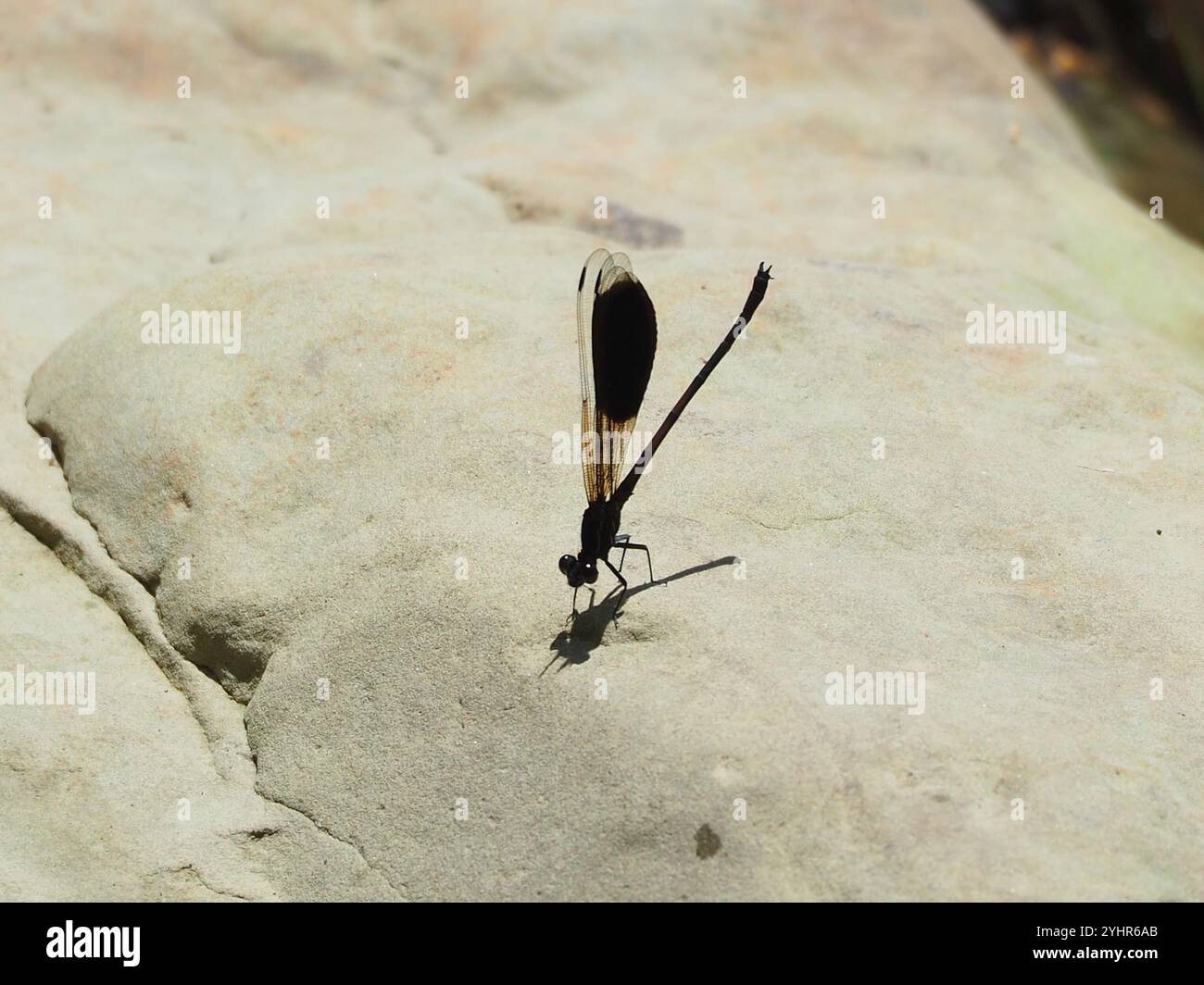 Formosan Damselfly (Euphaea formosa Stock Photo - Alamy