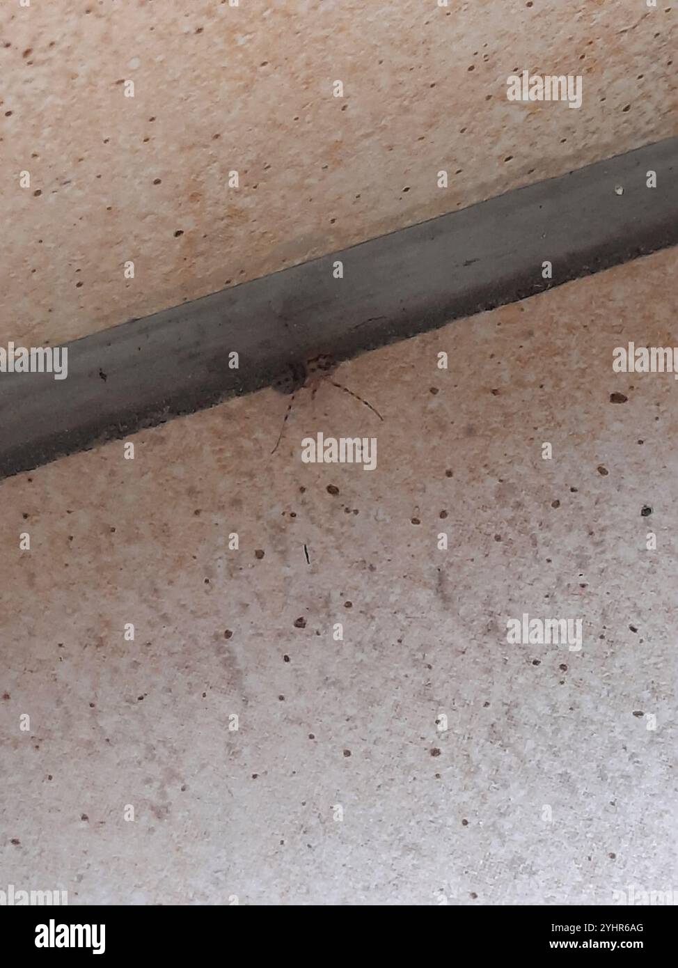 Common Spitting Spider (Scytodes thoracica Stock Photo - Alamy