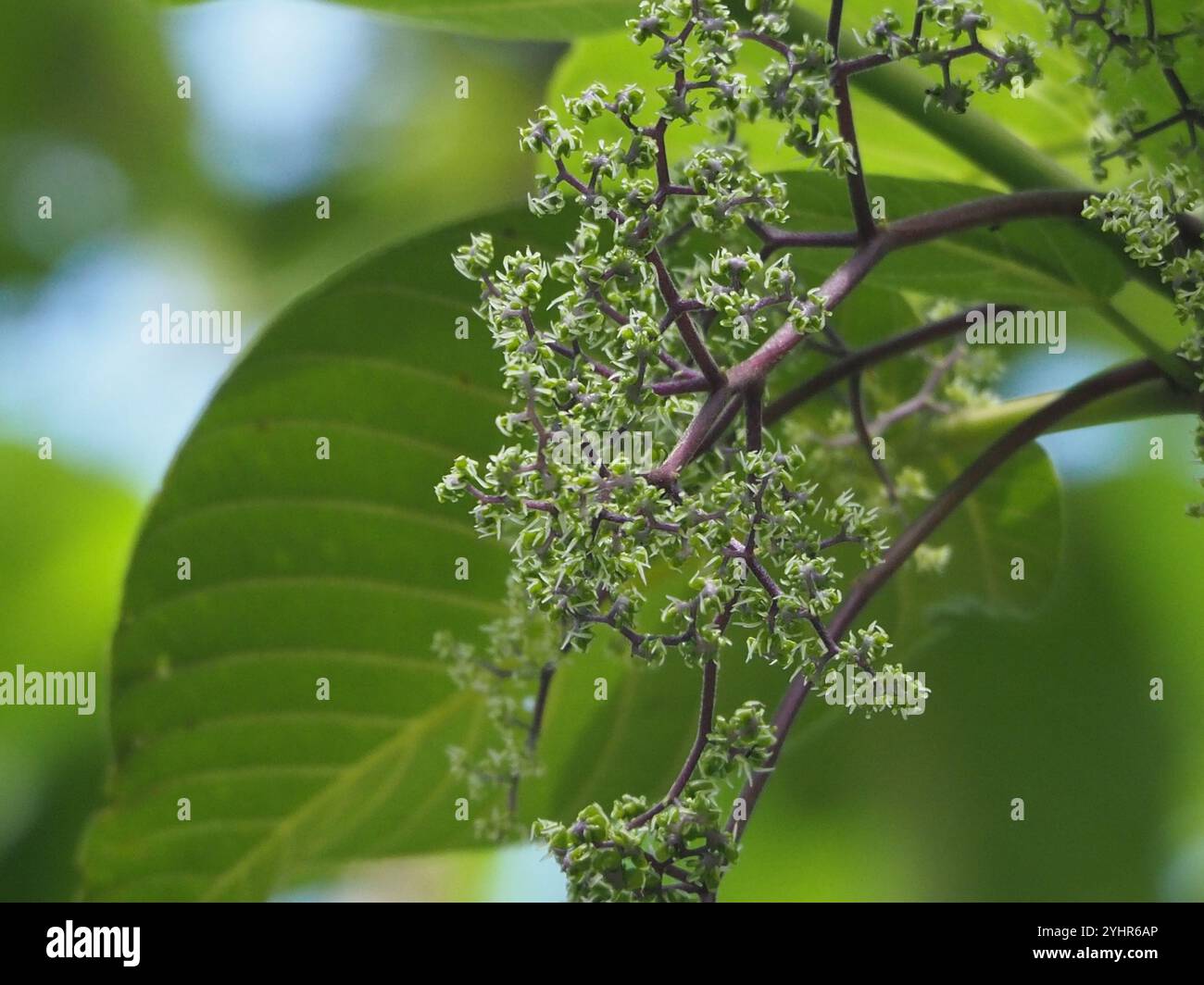Dendrocnide hi-res stock photography and images - Alamy