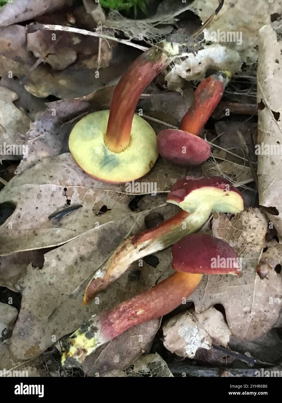 Ruby Bolete (Hortiboletus rubellus Stock Photo - Alamy