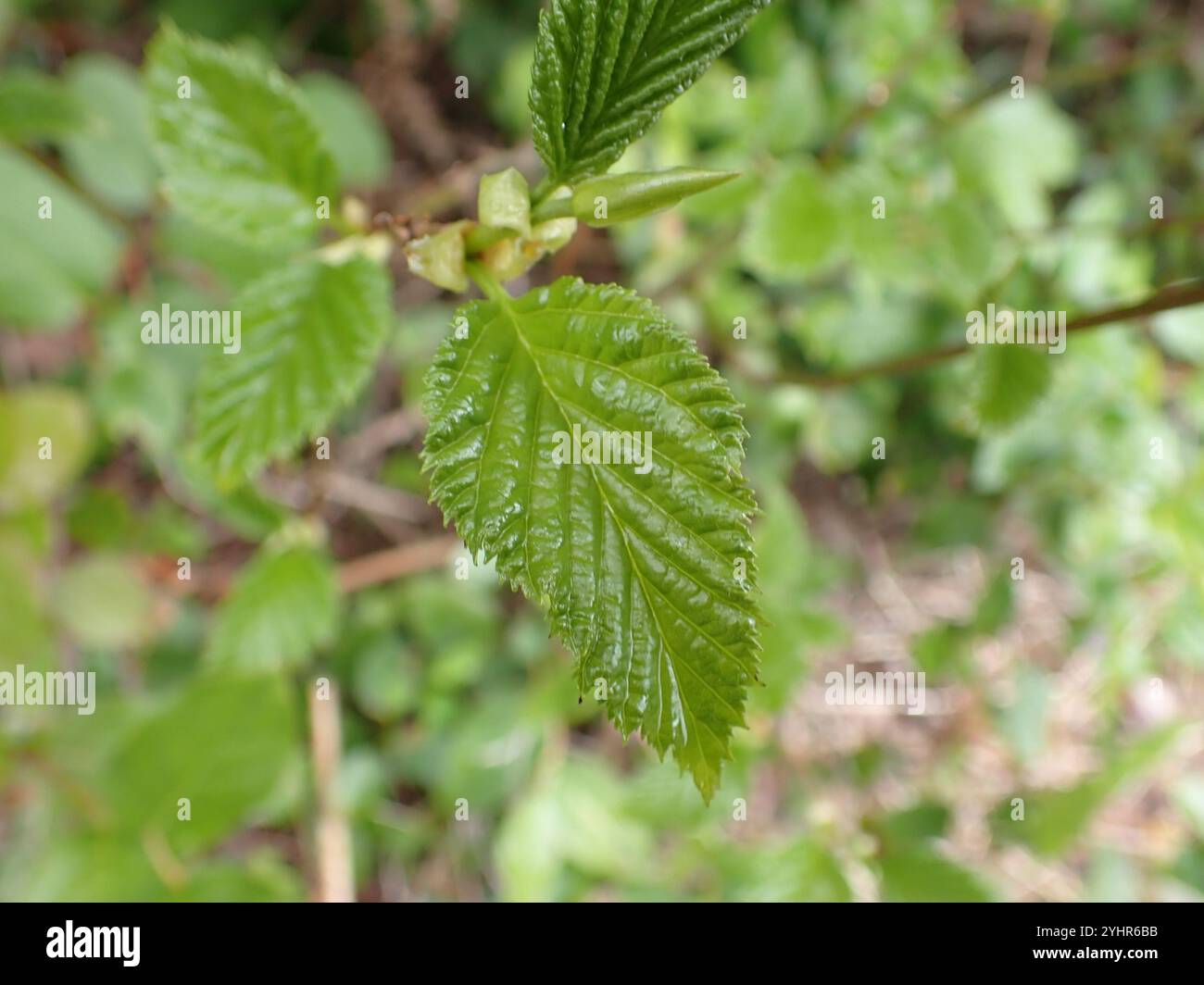 green alder (Alnus alnobetula Stock Photo - Alamy