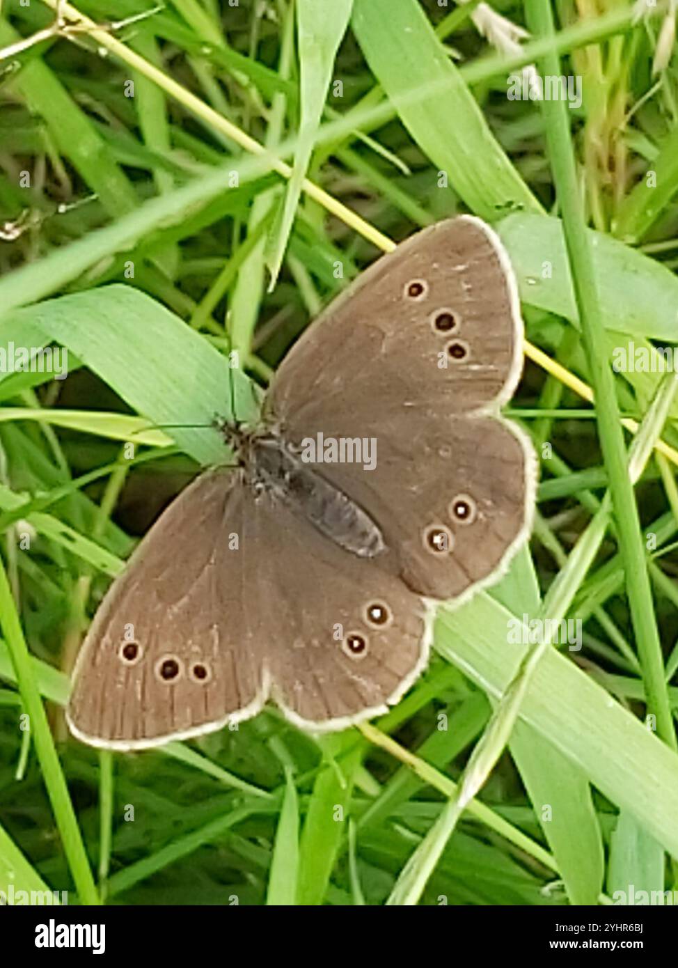 Ringlet (Aphantopus hyperantus Stock Photo - Alamy