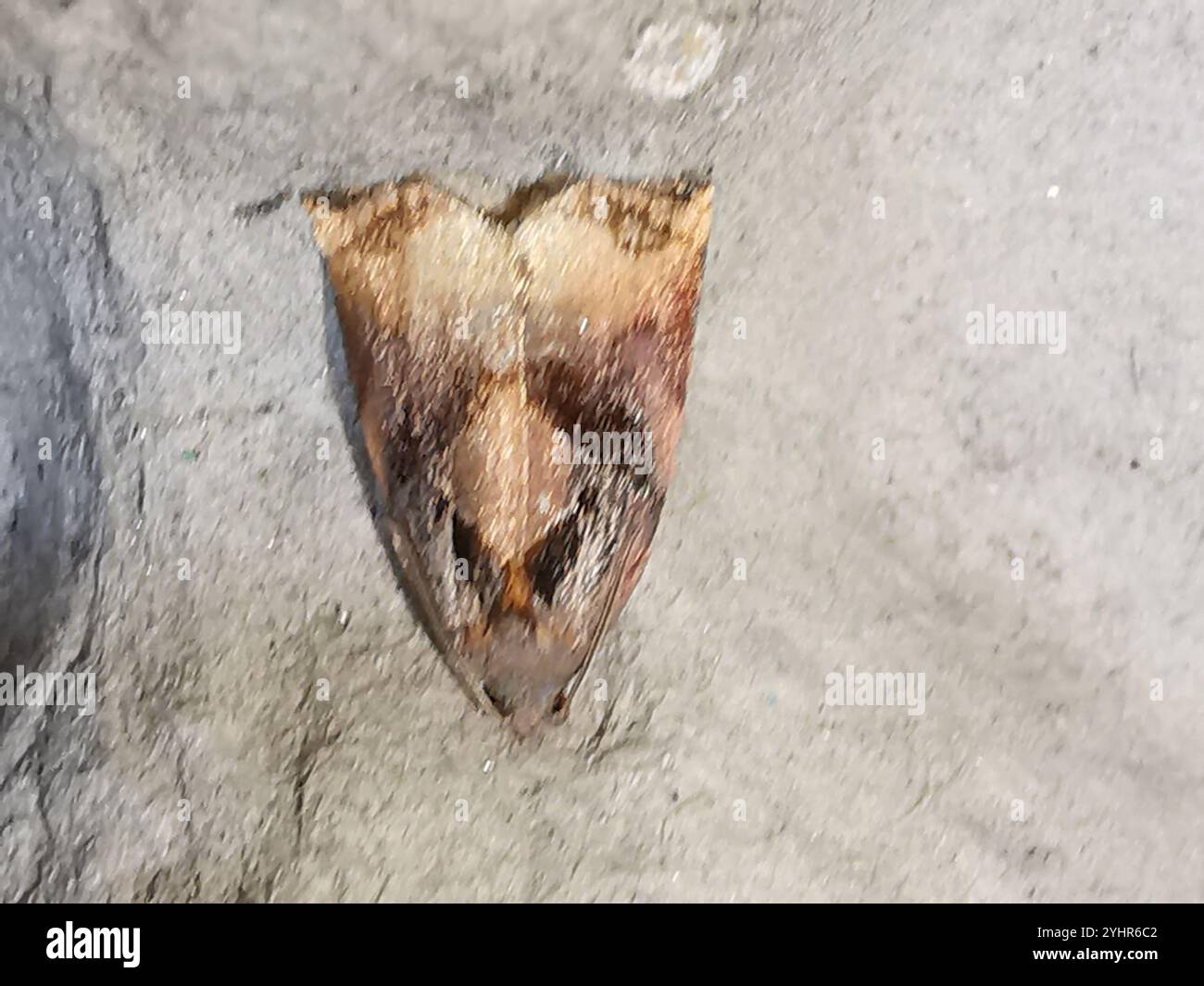 Archips podana hi-res stock photography and images - Alamy