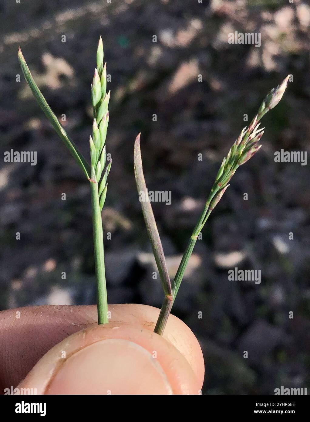 Poa alpine hi-res stock photography and images - Alamy