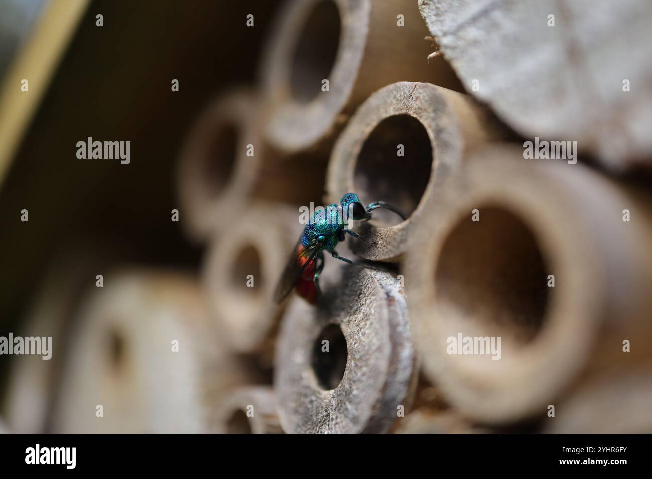 Chrysis ignita pollination hi-res stock photography and images - Alamy