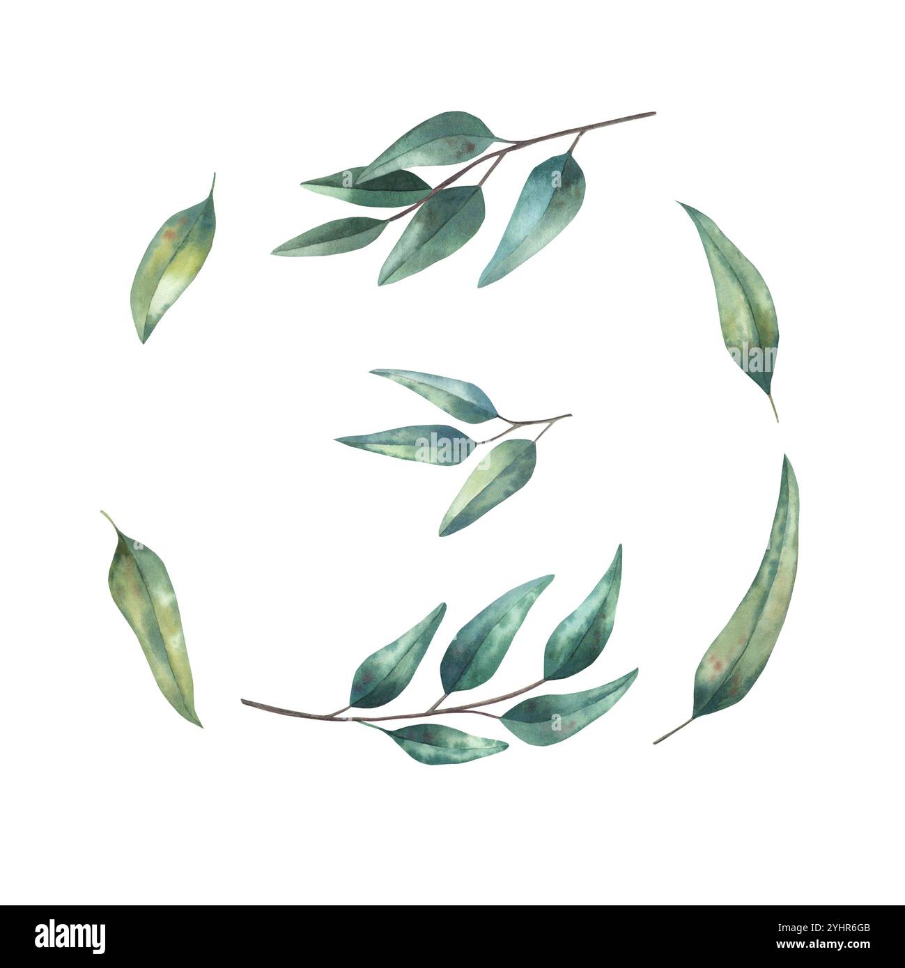 Eucalyptus leaves branches watercolor hi-res stock photography and ...