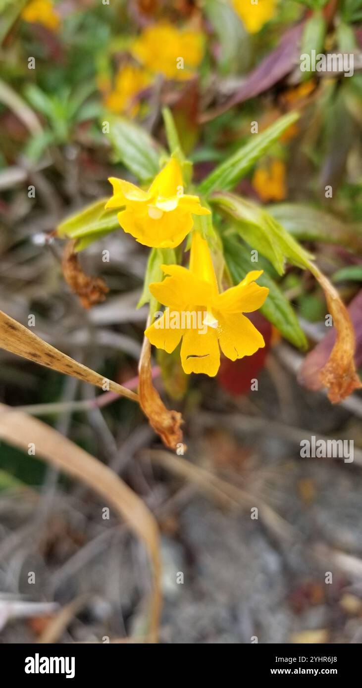 orange bush monkeyflower (Diplacus aurantiacus Stock Photo - Alamy