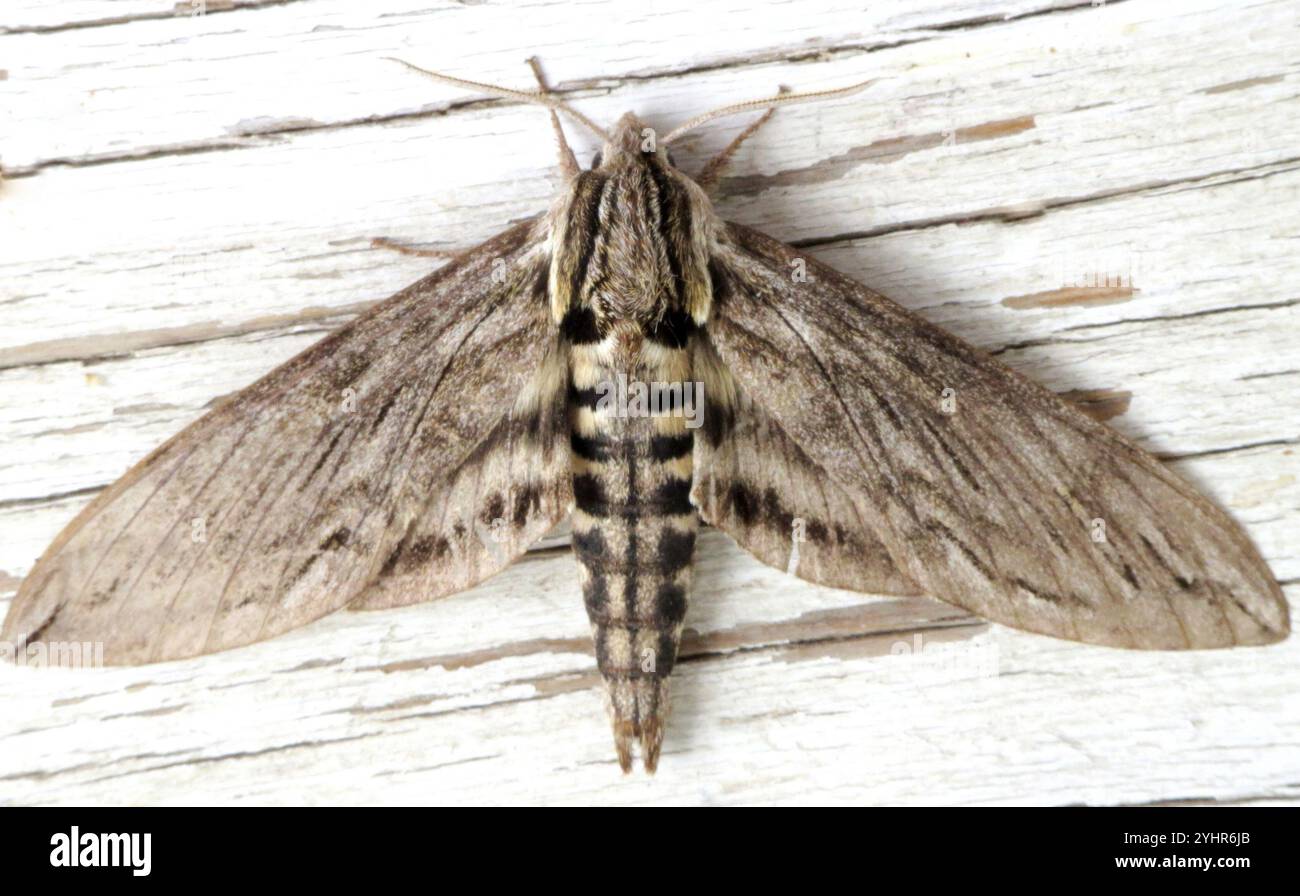 Canadian Sphinx (Sphinx canadensis Stock Photo - Alamy