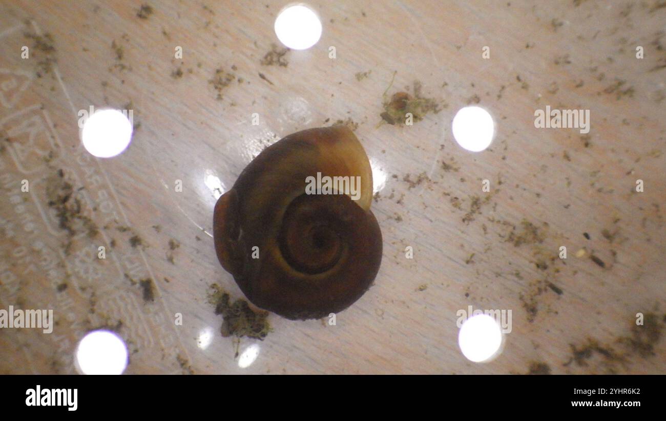 Ramshorn snails planorbidae hi-res stock photography and images - Alamy