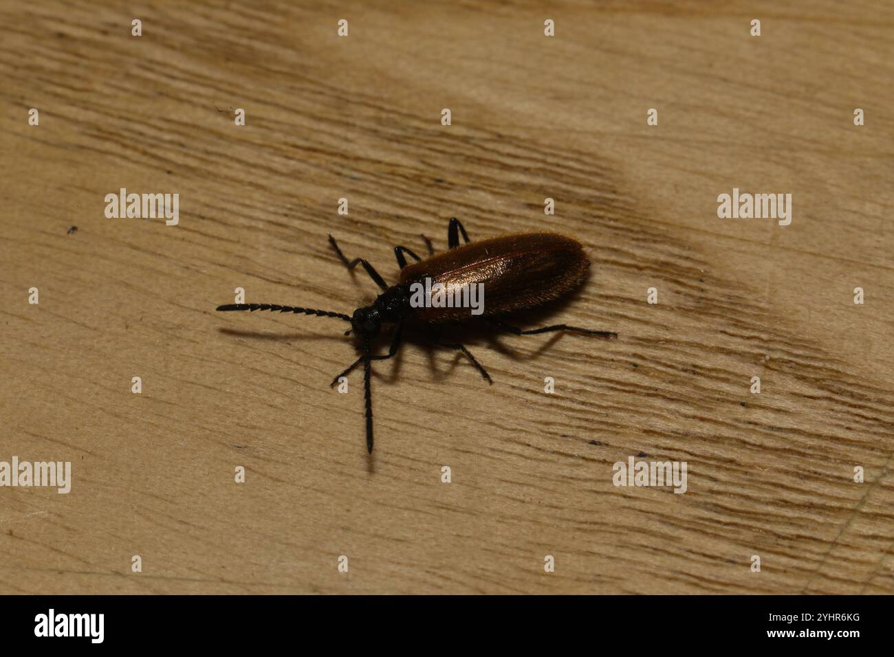 Rough-haired Lagria Beetle (Lagria hirta Stock Photo - Alamy