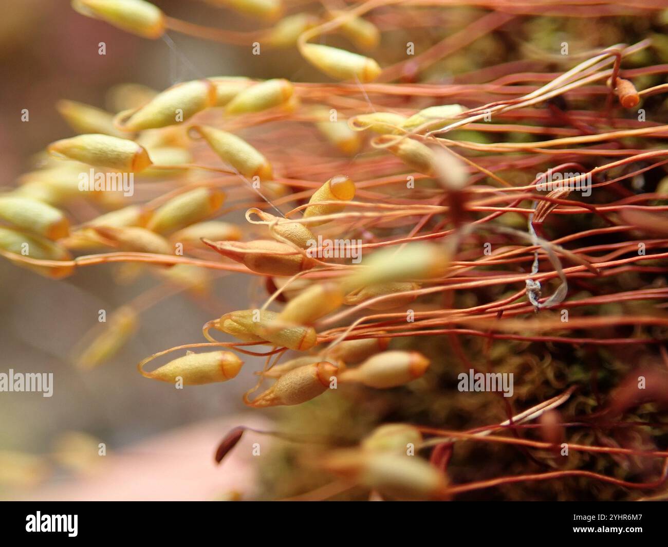 Bryaceae hi-res stock photography and images - Alamy