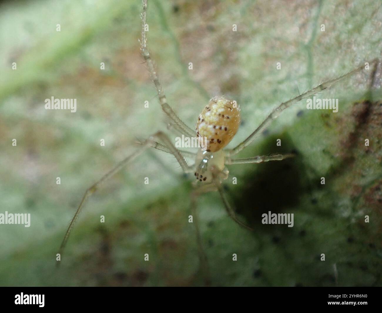 Comb-footed Spiders (Theridiidae Stock Photo - Alamy