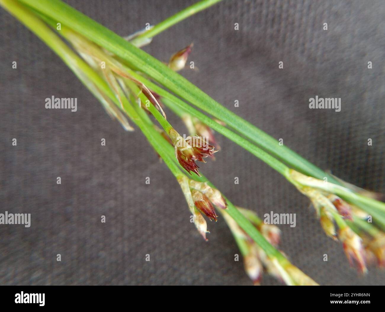 Sharp-flowered Rush (Juncus acutiflorus Stock Photo - Alamy