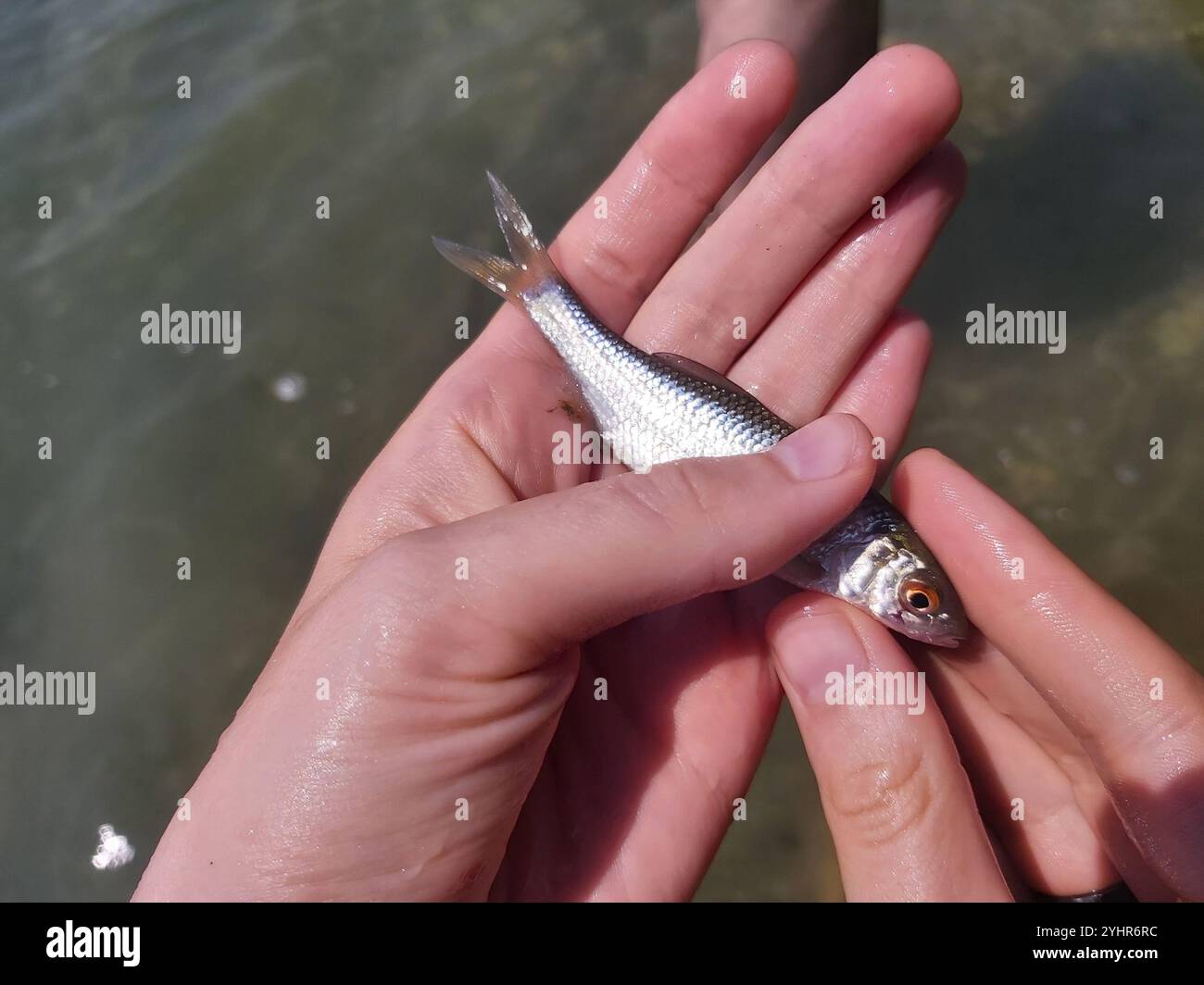 Common Roach (Rutilus rutilus Stock Photo - Alamy