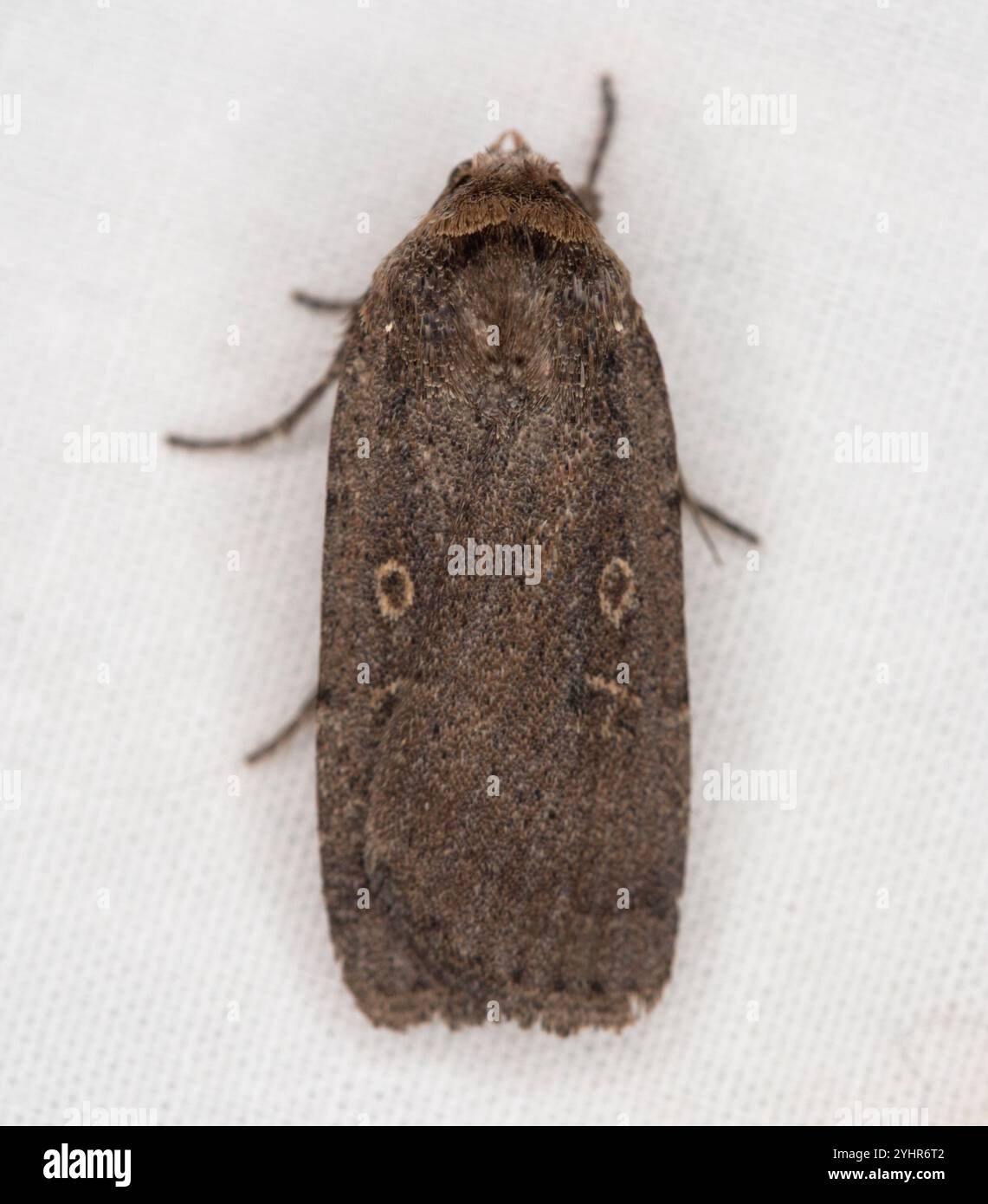 Underwing, Tiger, Tussock, and Allied Moths (Erebidae Stock Photo - Alamy