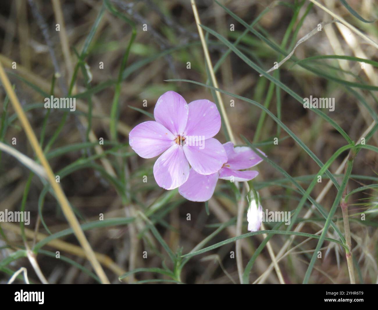 Longleaf Phlox (Phlox longifolia Stock Photo - Alamy