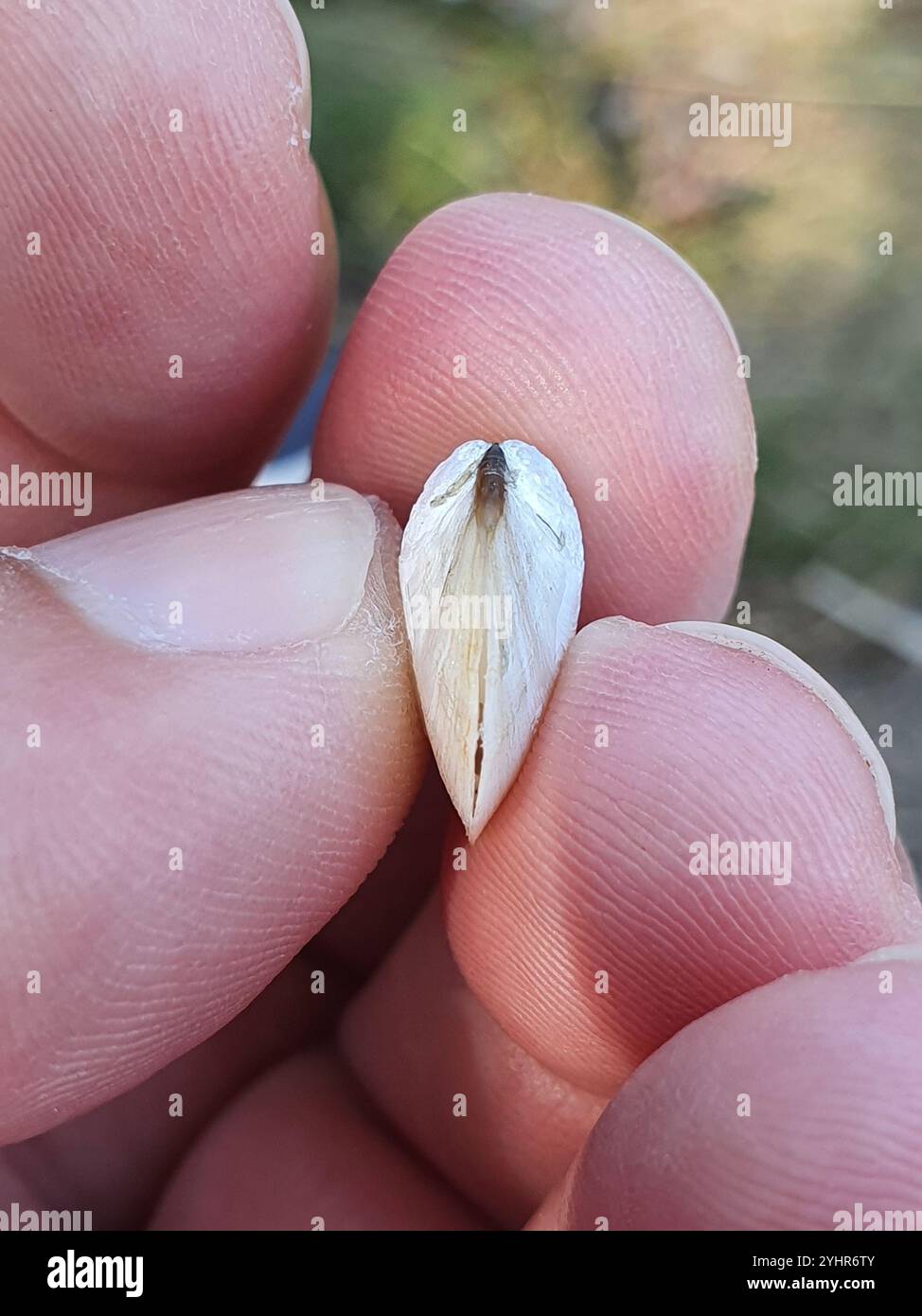 Baltic macoma hi-res stock photography and images - Alamy