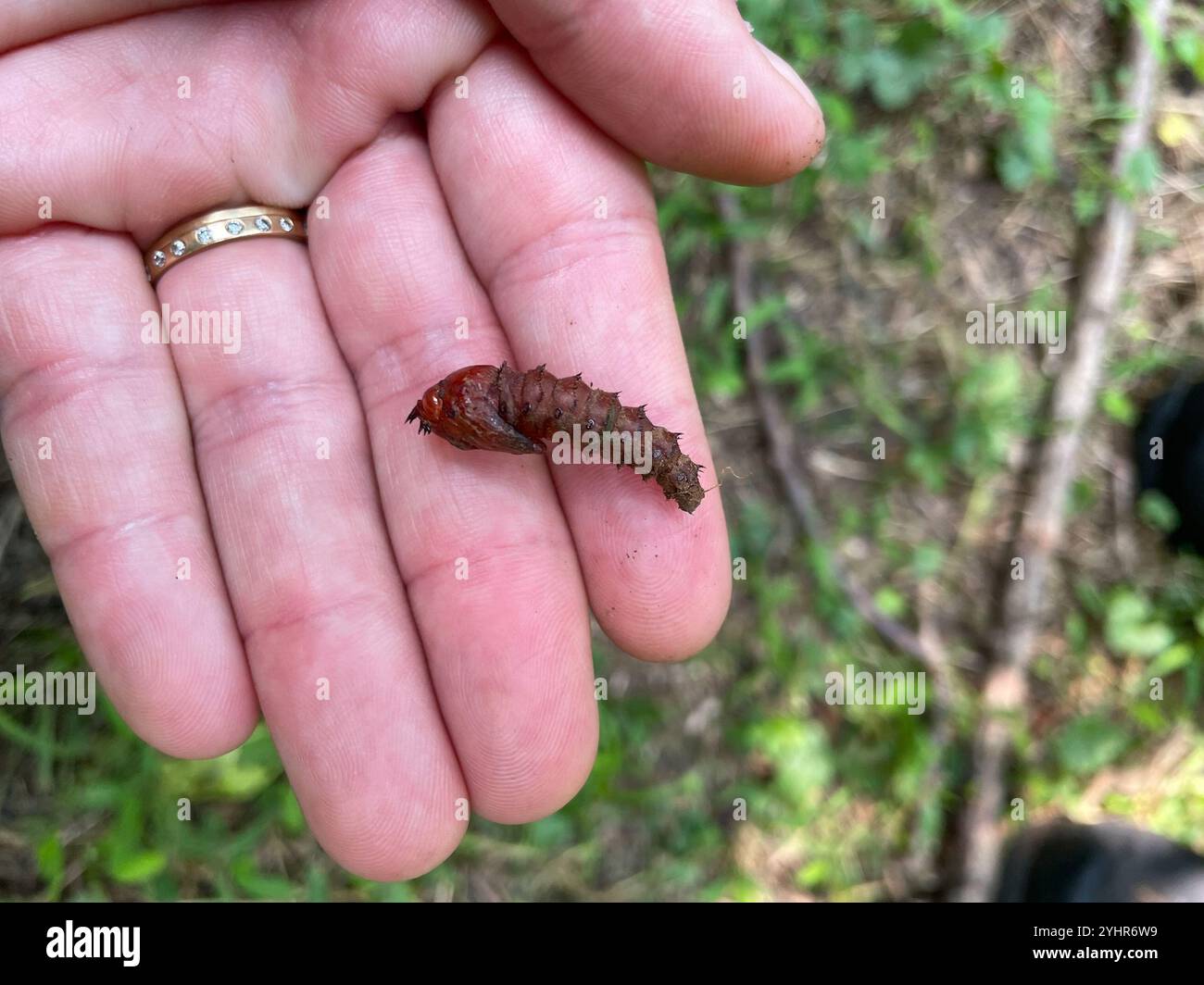 Red-footed Cannibal Fly (Promachus rufipes Stock Photo - Alamy