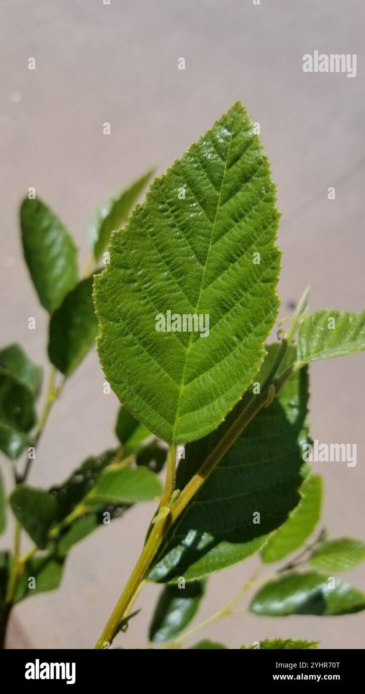 white alder (Alnus rhombifolia Stock Photo - Alamy