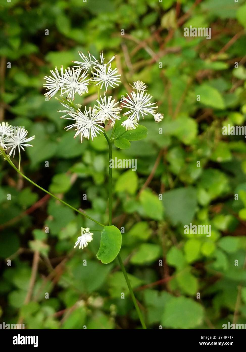 tall meadow-rue (Thalictrum pubescens Stock Photo - Alamy