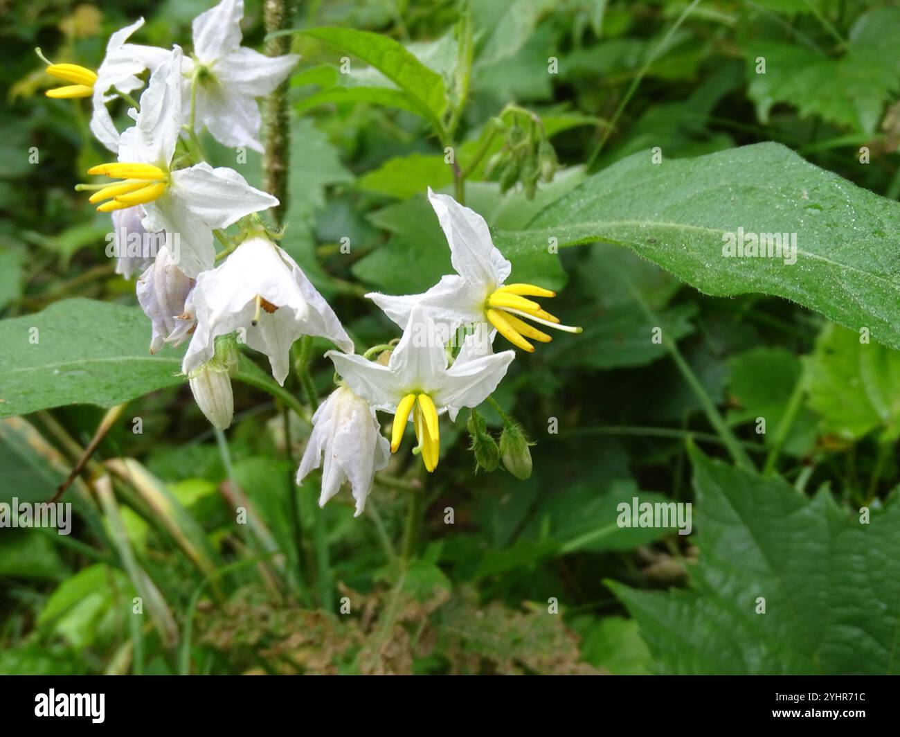 Carolina horsenettle (Solanum carolinense Stock Photo - Alamy