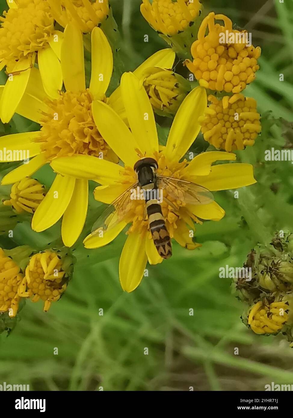 Common Globetail (Sphaerophoria scripta Stock Photo - Alamy