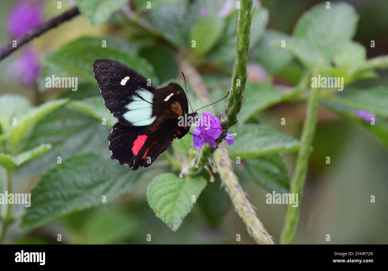 Green celled cattleheart hi-res stock photography and images - Alamy