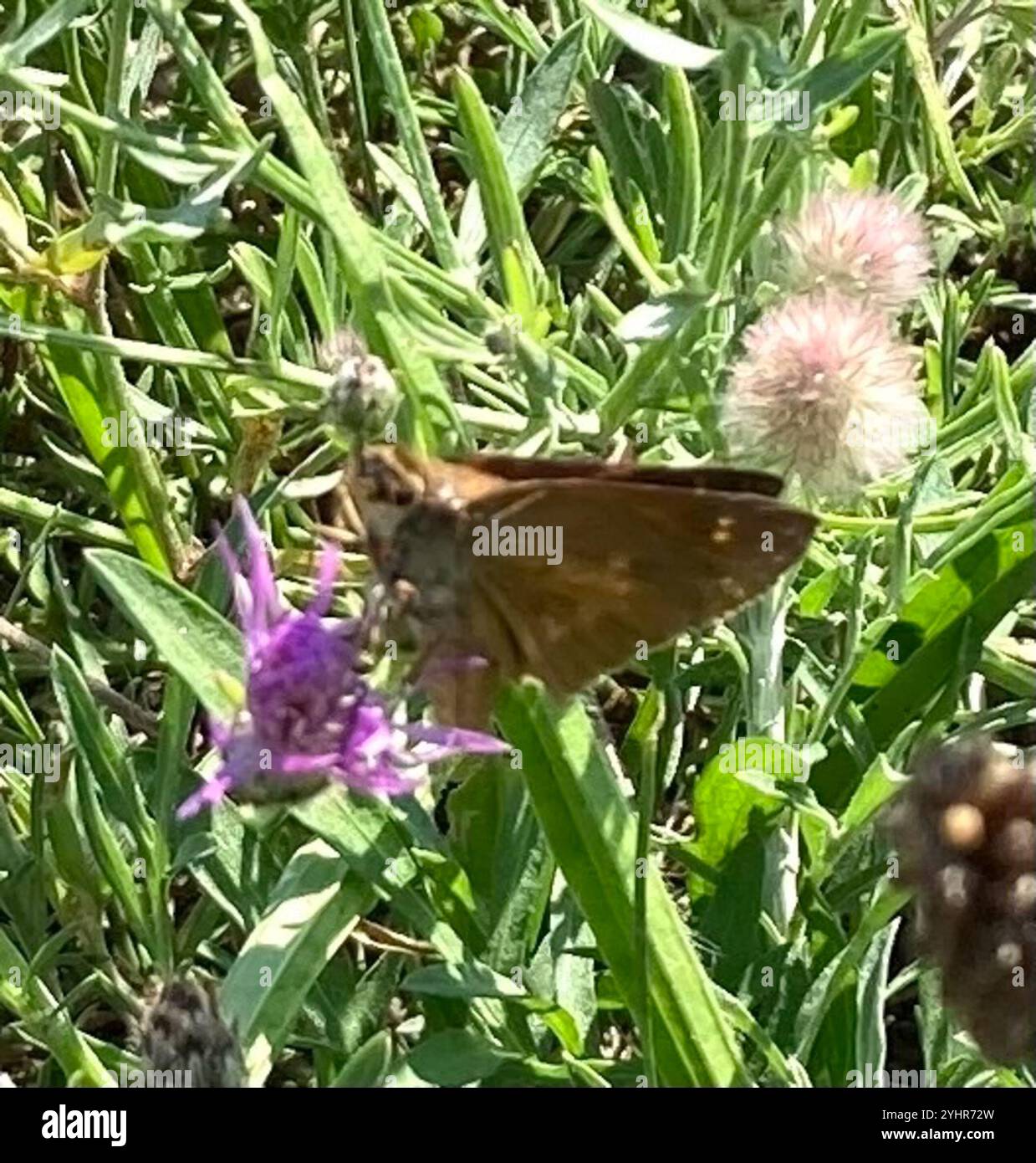 Broad-winged Skipper (Poanes viator Stock Photo - Alamy