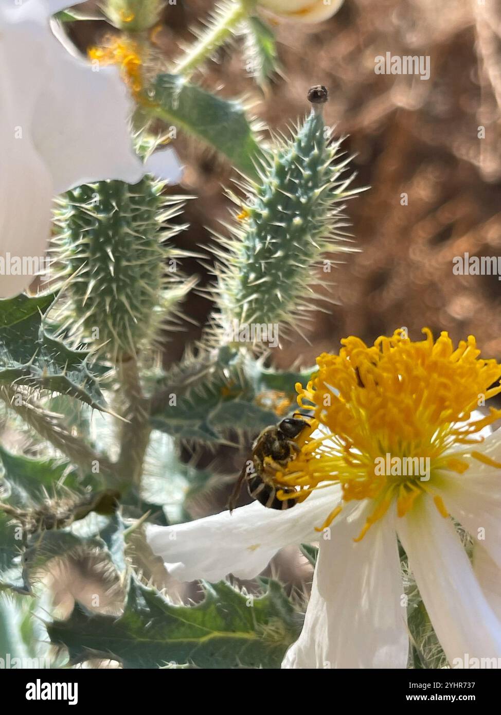 Halictus farinosus hi-res stock photography and images - Alamy