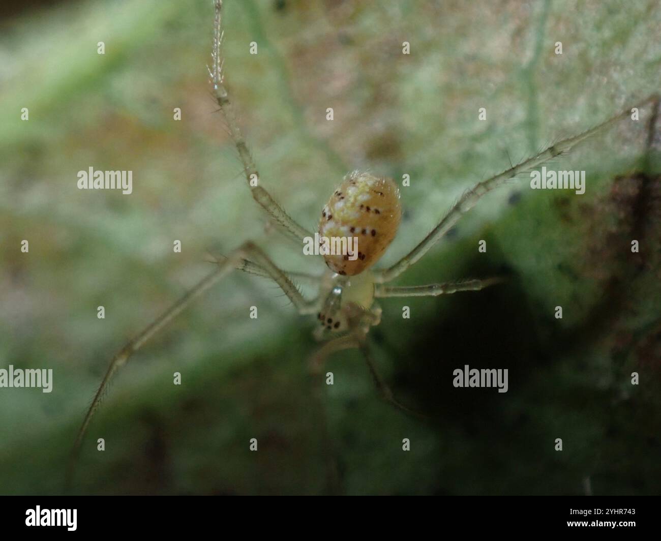 Comb-footed Spiders (Theridiidae Stock Photo - Alamy