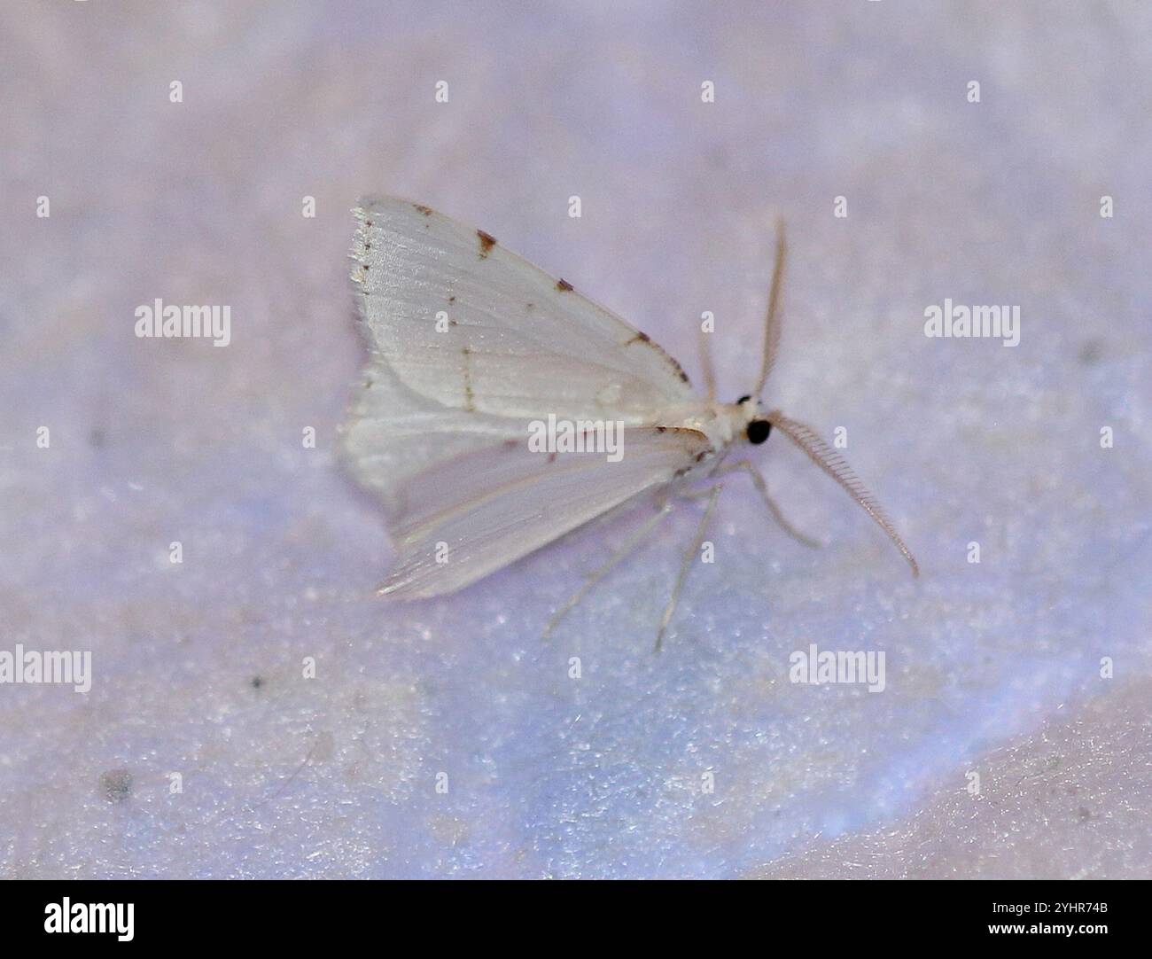 Lesser Maple Spanworm Moth (Macaria pustularia Stock Photo - Alamy
