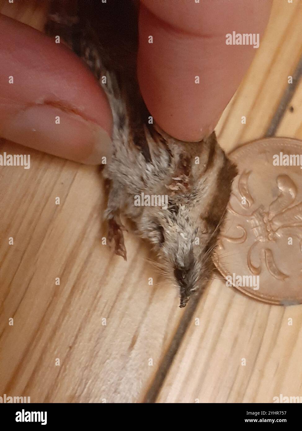 Eurasian Pygmy Shrew (Sorex minutus Stock Photo - Alamy