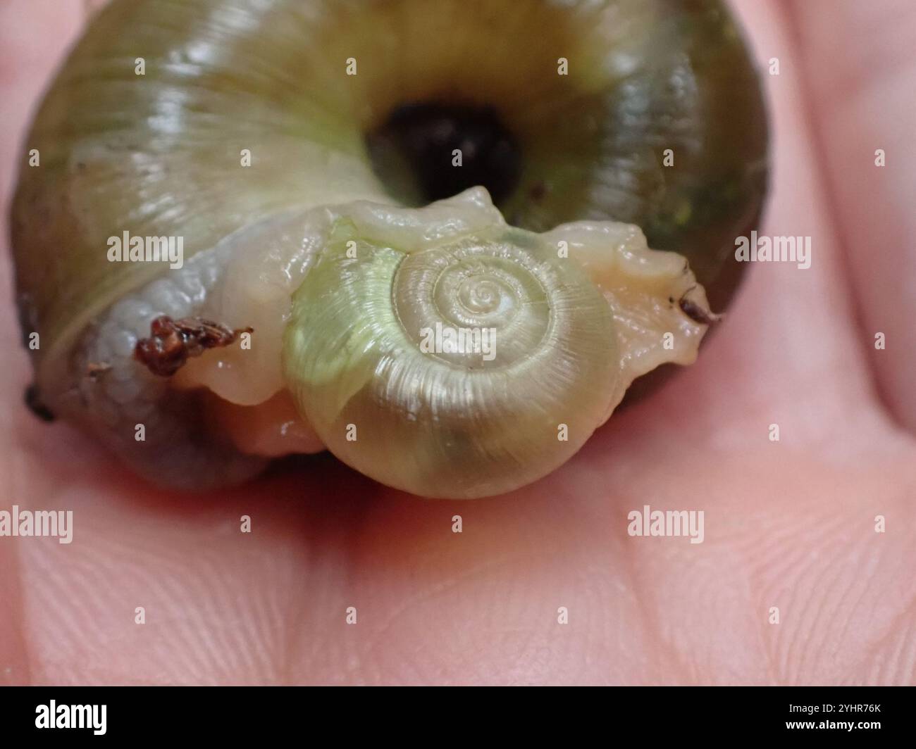 Common Land Snails and Slugs (Stylommatophora Stock Photo - Alamy