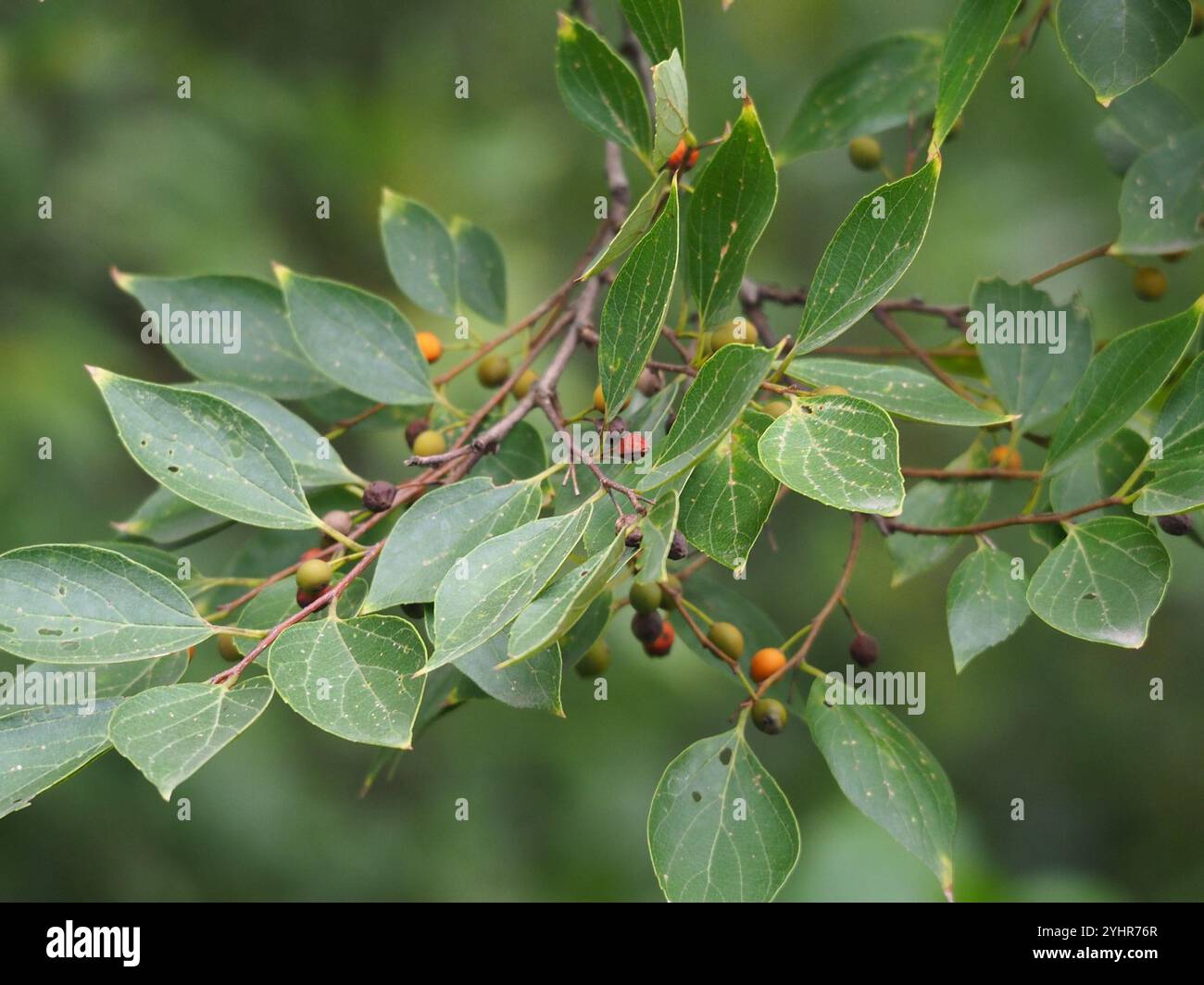 Chinese hackberry celtis sinensis hi-res stock photography and images ...