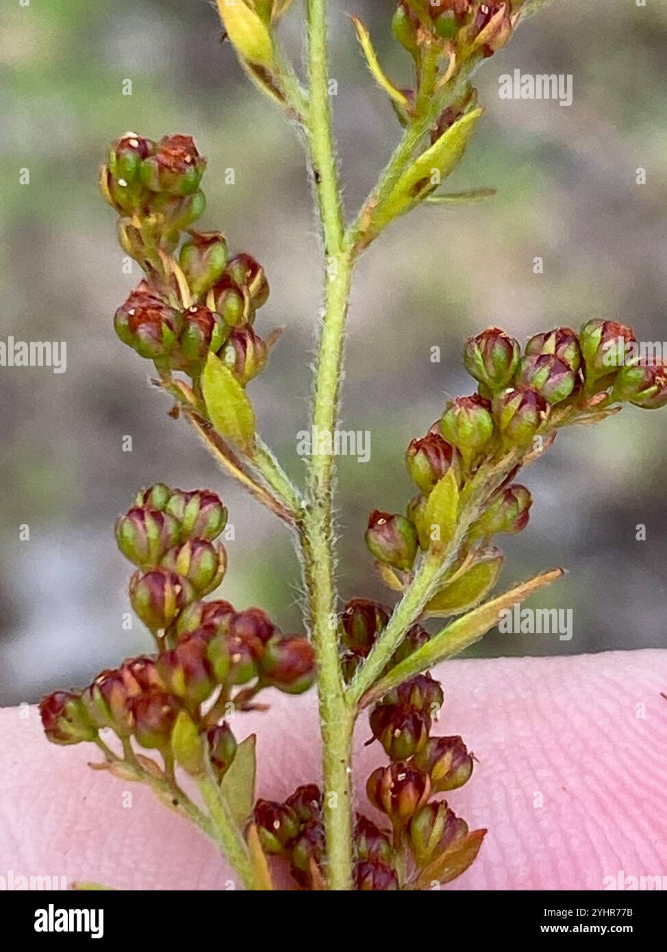 Hairy Pinweed (Lechea mucronata Stock Photo - Alamy