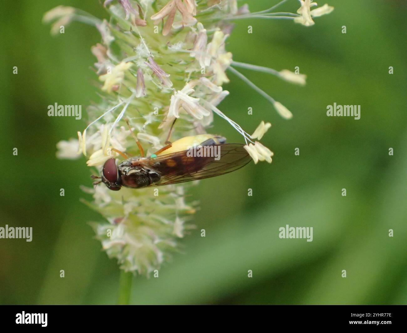 Variable Duskyface Fly (Melanostoma mellinum Stock Photo - Alamy