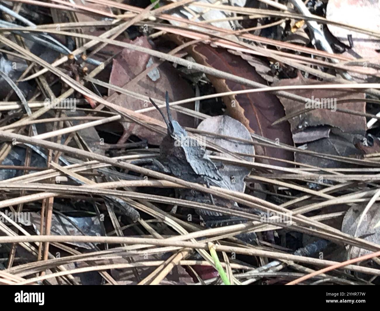 Monstrosus hi-res stock photography and images - Alamy