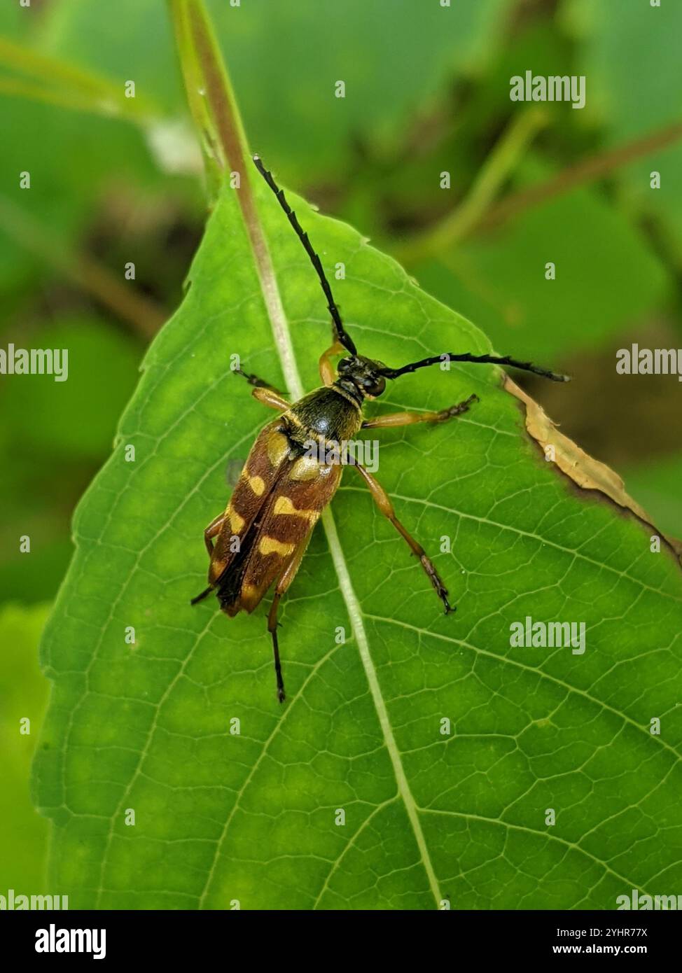 Banded Longhorn Beetle (Typocerus velutinus Stock Photo - Alamy