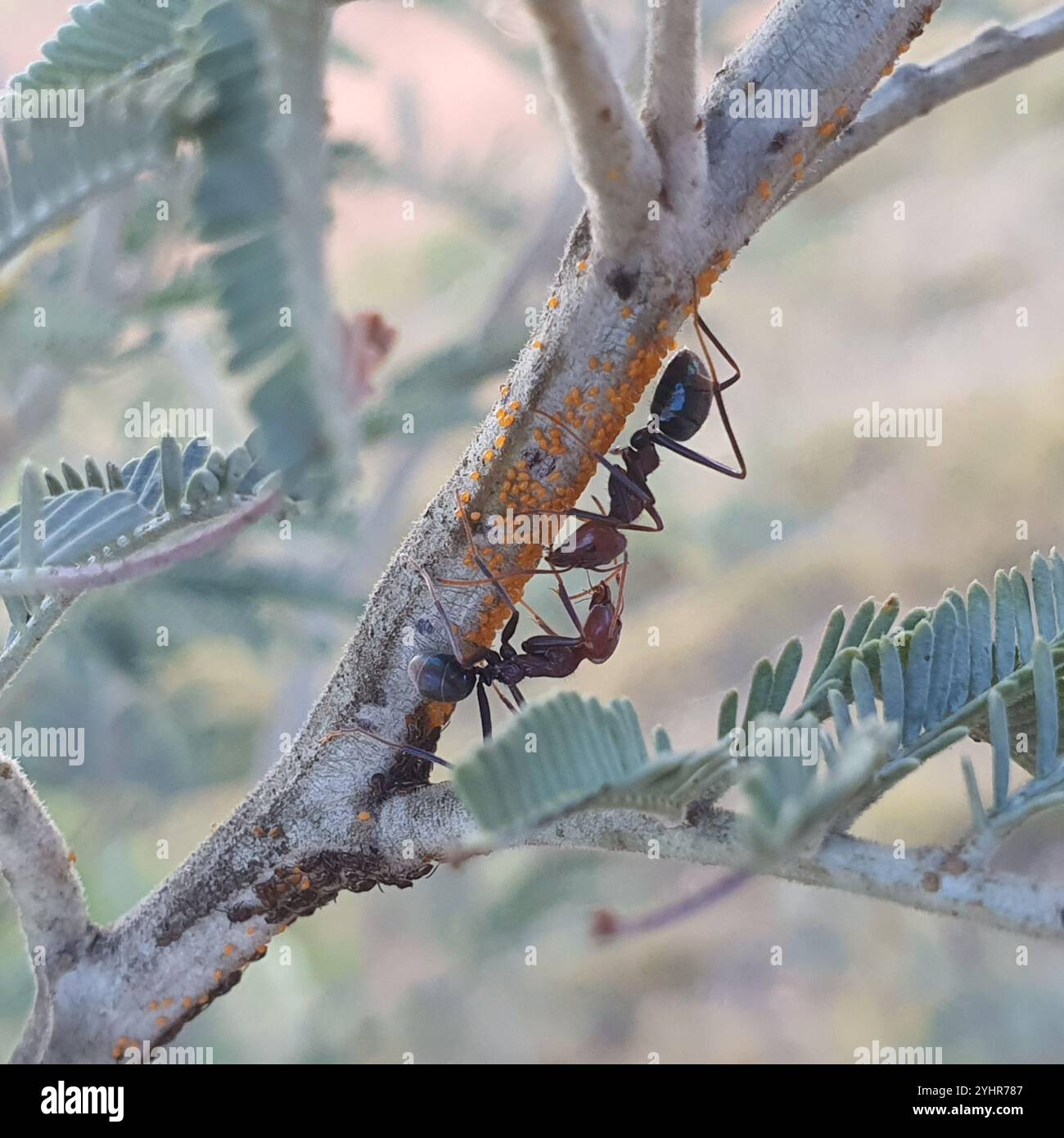 Southern Meat Ant (Iridomyrmex purpureus Stock Photo - Alamy