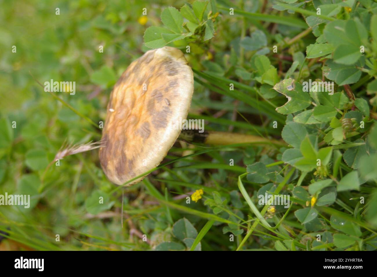 Magic Mushroom (Psilocybe cubensis Stock Photo - Alamy
