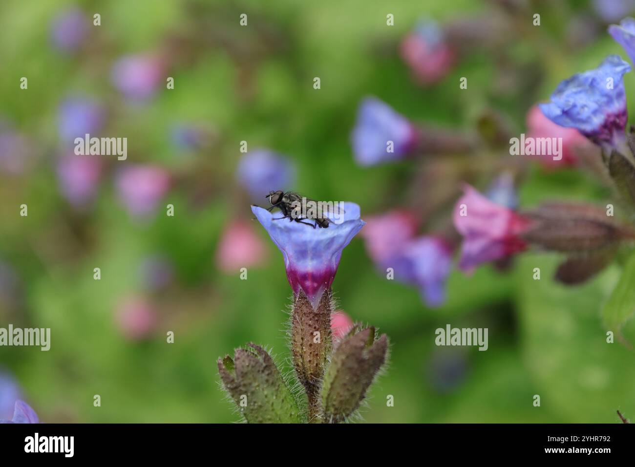 Anthomyiidae sp hi-res stock photography and images - Alamy