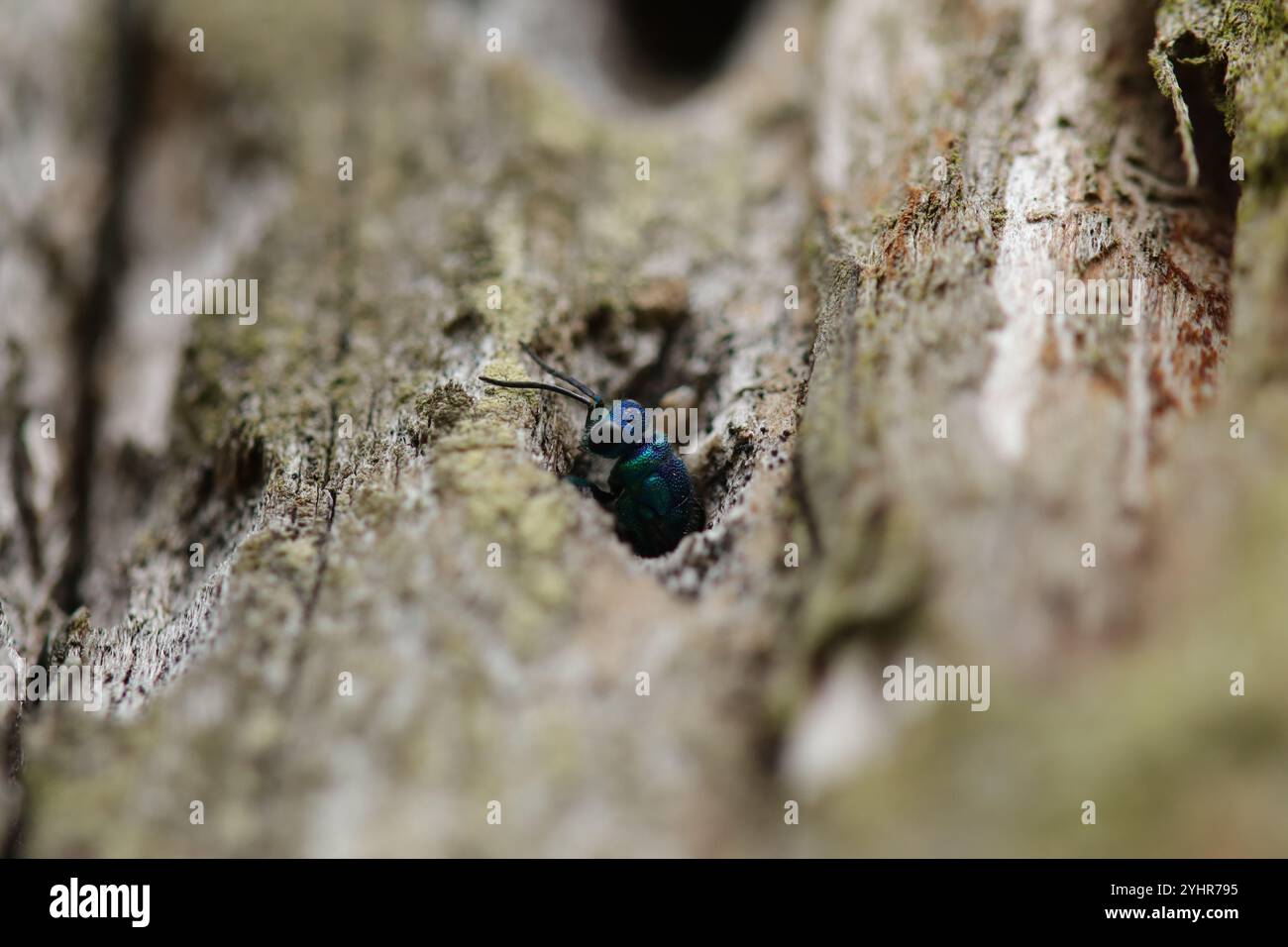Chrysis ignita pollination hi-res stock photography and images - Alamy