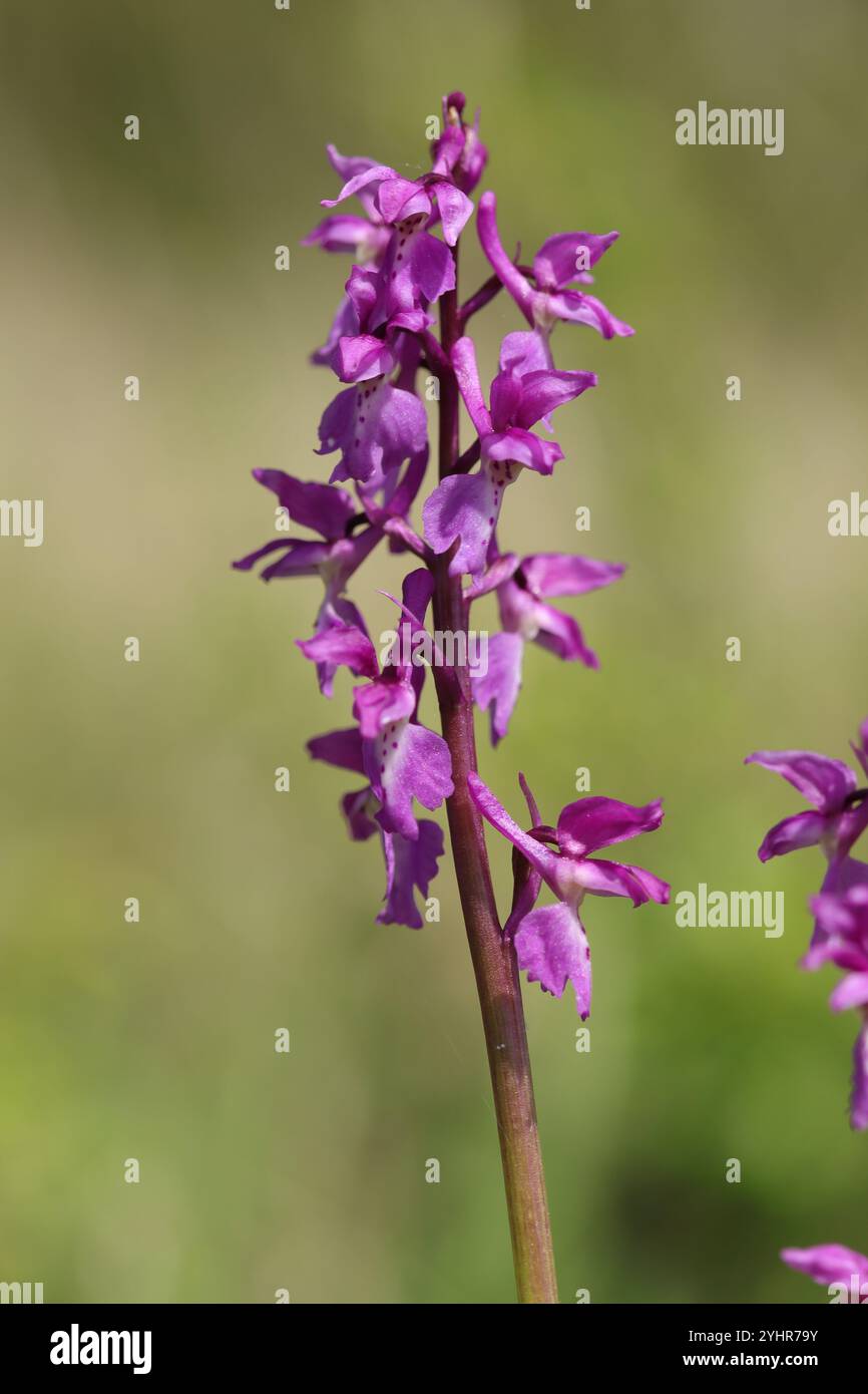 Orchis mâle (Orchis mascula) Orchis mascula in flower Stock Photo - Alamy